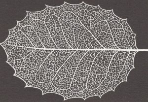 Li - Dynamic Form In Nature - Monster Patterns